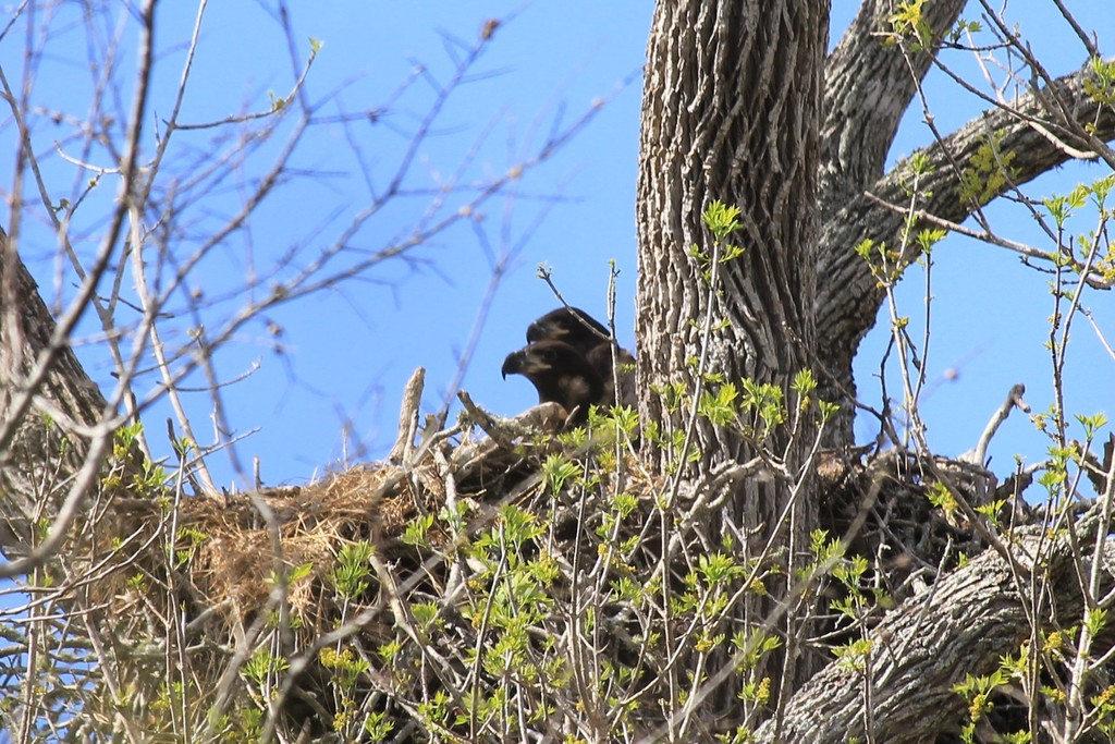 Bald Eagle in March 2022 by Michael Price · iNaturalist