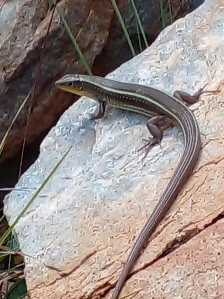 Yellow-throated Plated Lizard from Sterkfontein DMA, South Africa on ...