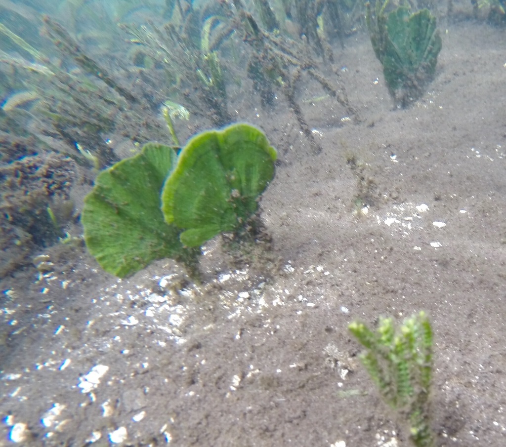 Mermaid's Fan (Udotea) - Botanical Realm