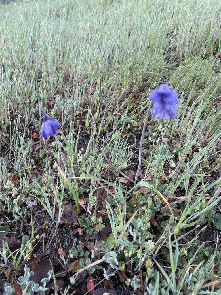 flowering plants from Ione, CA, US on March 29, 2022 at 07:39 AM by ...