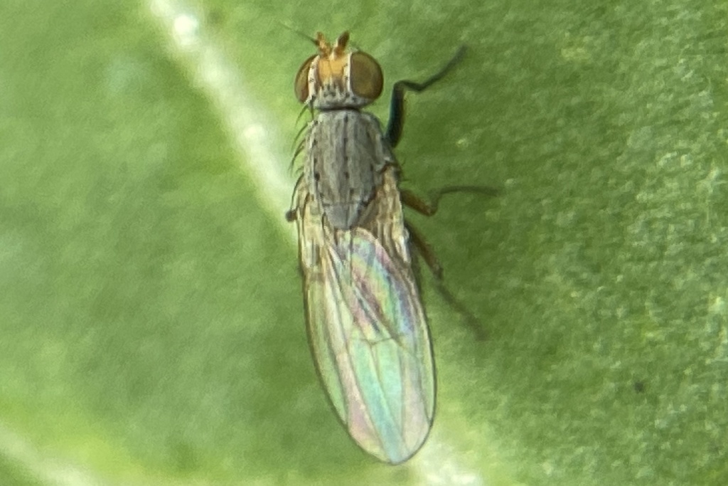 Trixoscelis from Mission Trails Regional Park, San Diego, CA, US on ...