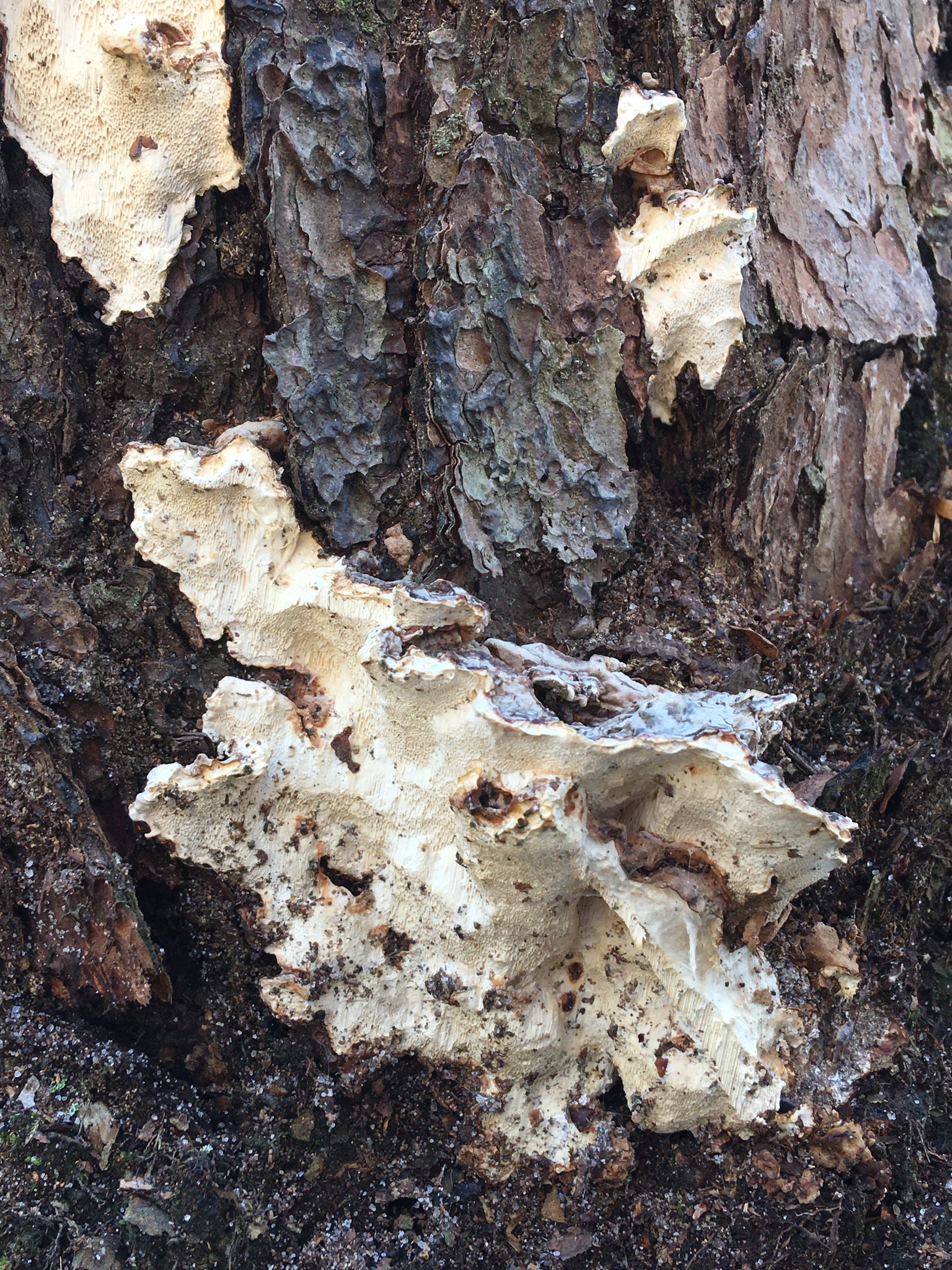 Heterobasidion irregulare Garbel. & Otrosina