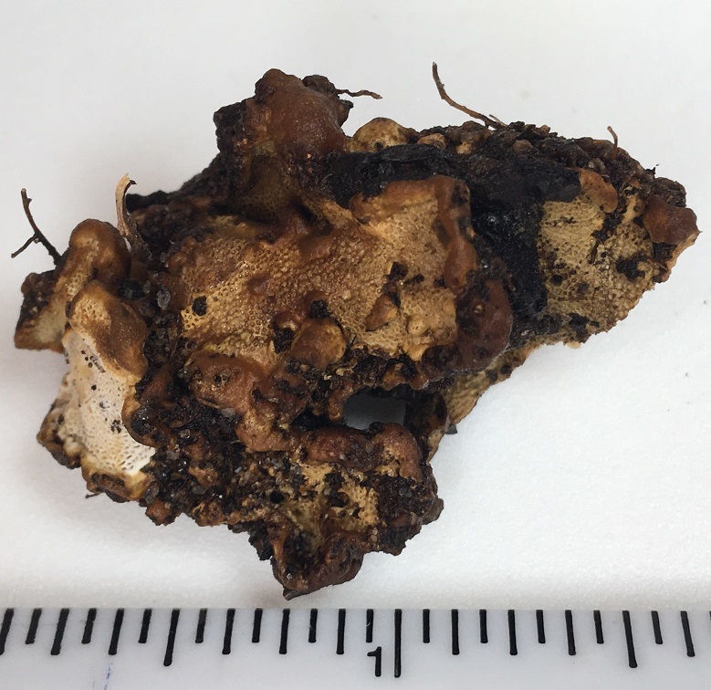 Heterobasidion irregulare Garbel. & Otrosina