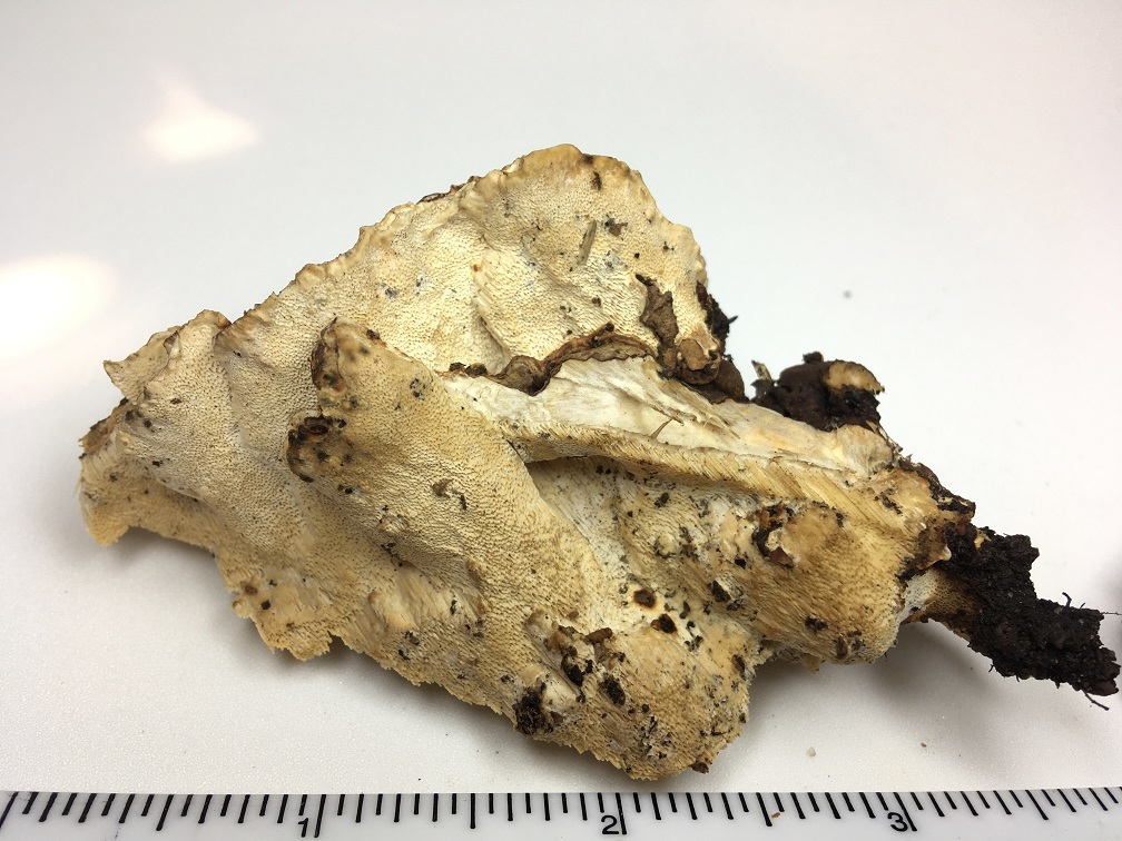 Heterobasidion irregulare Garbel. & Otrosina