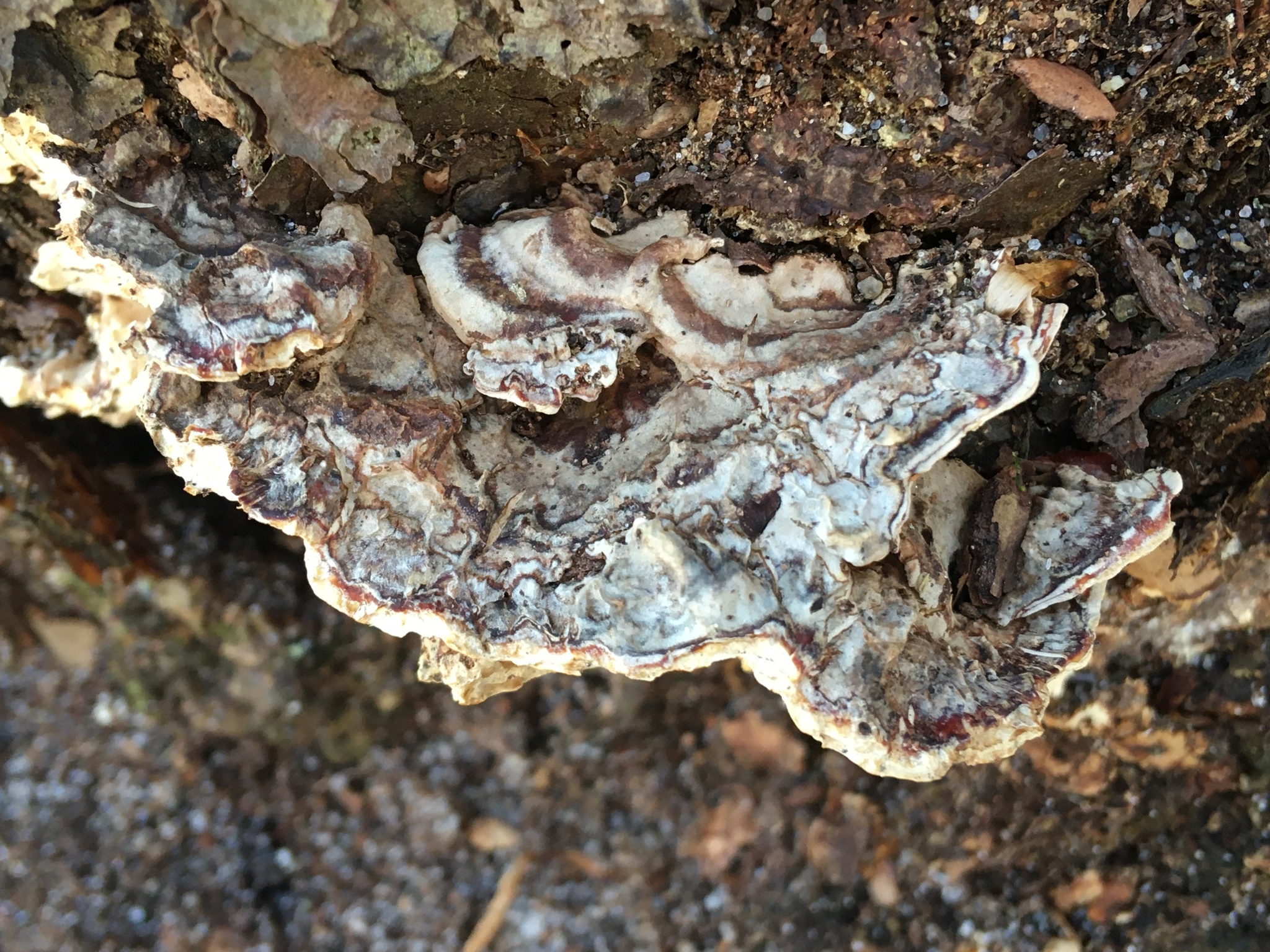 Heterobasidion irregulare Garbel. & Otrosina