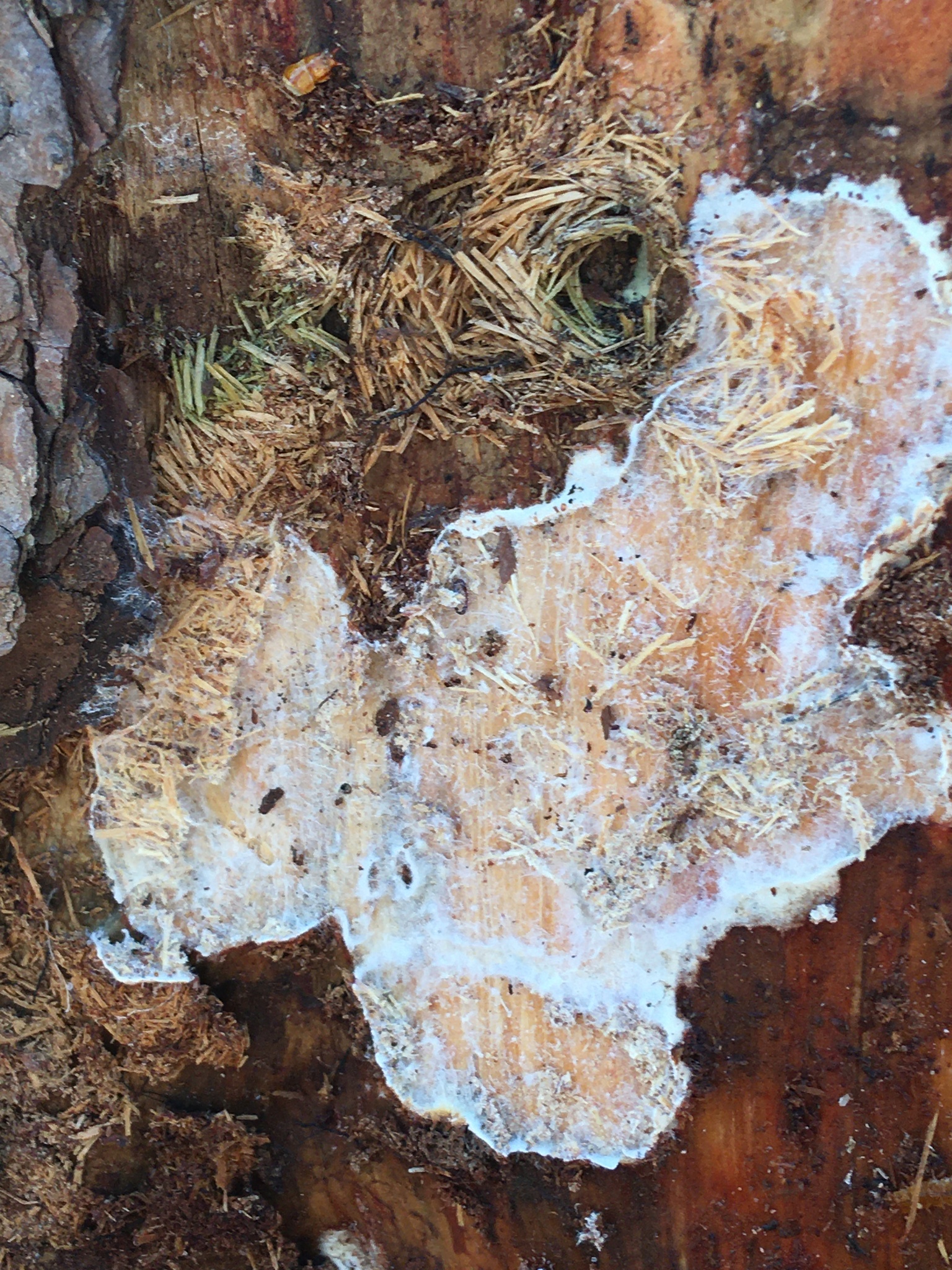 Heterobasidion irregulare Garbel. & Otrosina