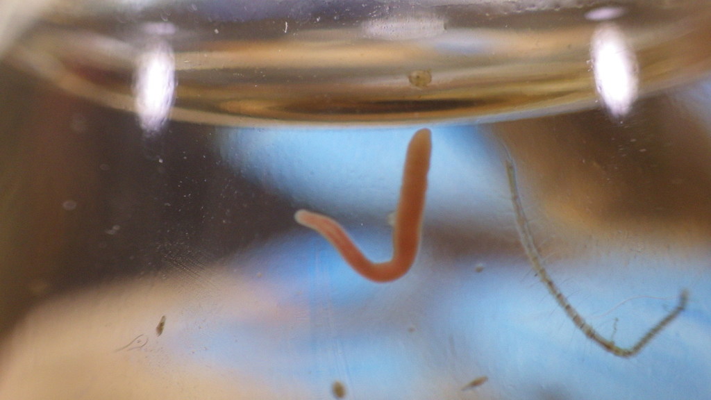 Prostoma from Bucks County, PA, USA on September 8, 2021 at 12:17 AM by ...