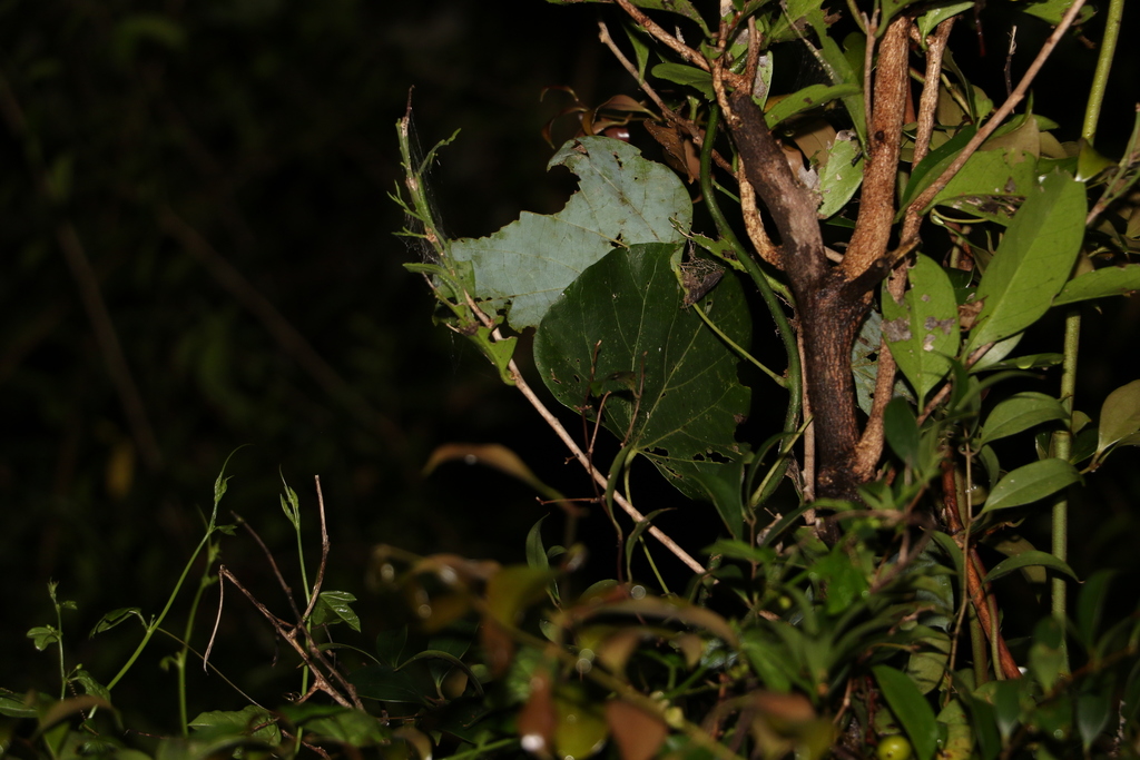 Big-Leaf Vine from Sheldon-Mt Cotton, Queensland, Australia on March 29 ...