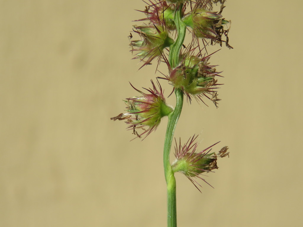 Cadillo ( Especies Introducidas e Invasoras de Guatemala ) · iNaturalist