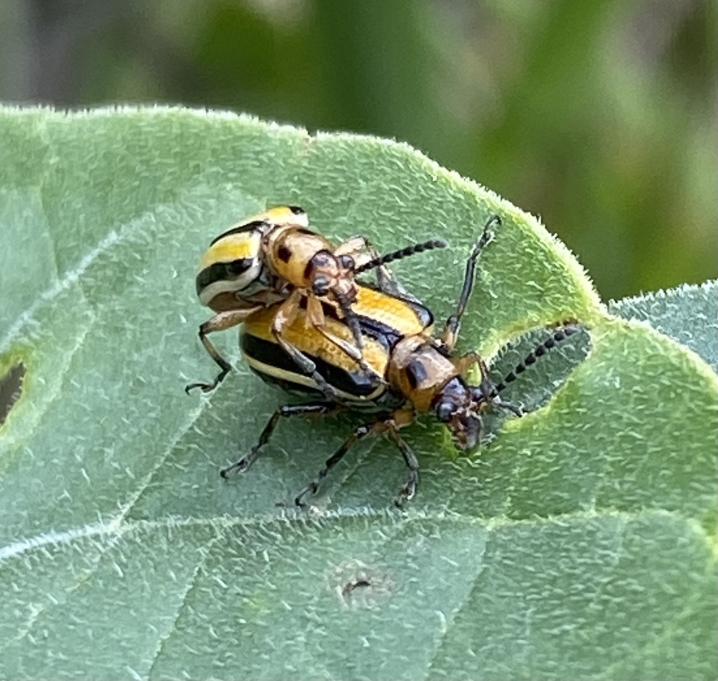 Three-lined Potato Beetle from Mission Trails Regional Park, San Diego ...