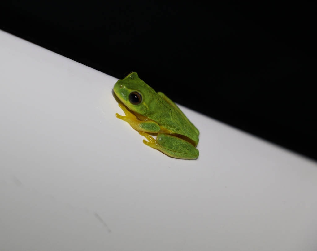 Dainty Green Tree Frog from Mount Cotton QLD 4165, Australia on March ...