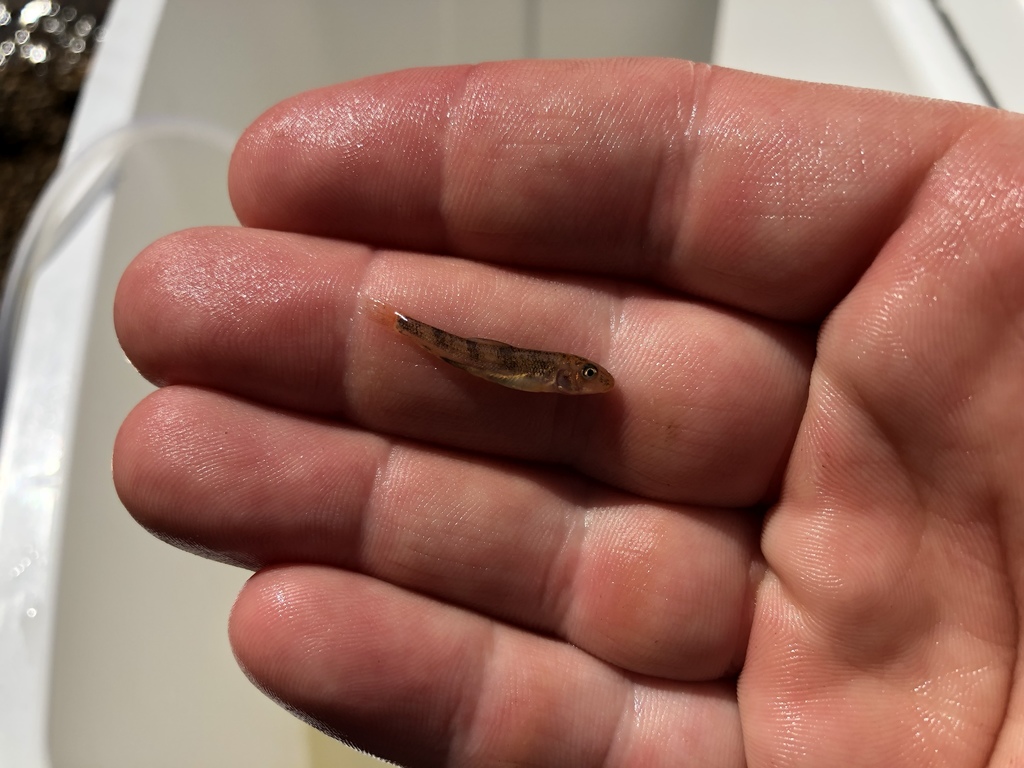 Northern Hog Sucker from 2–398 County Road 609, Westphalia, MO, US on ...