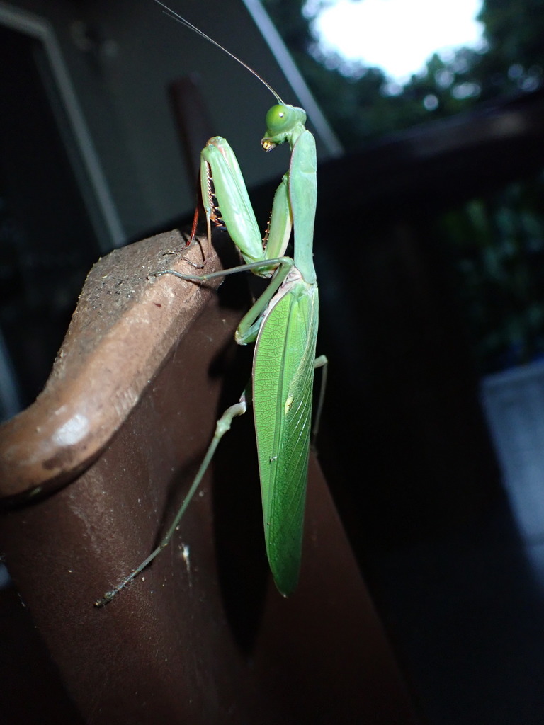 giant rainforest mantis from Wairambar Rainforest, 15 Doonoquienbar ...