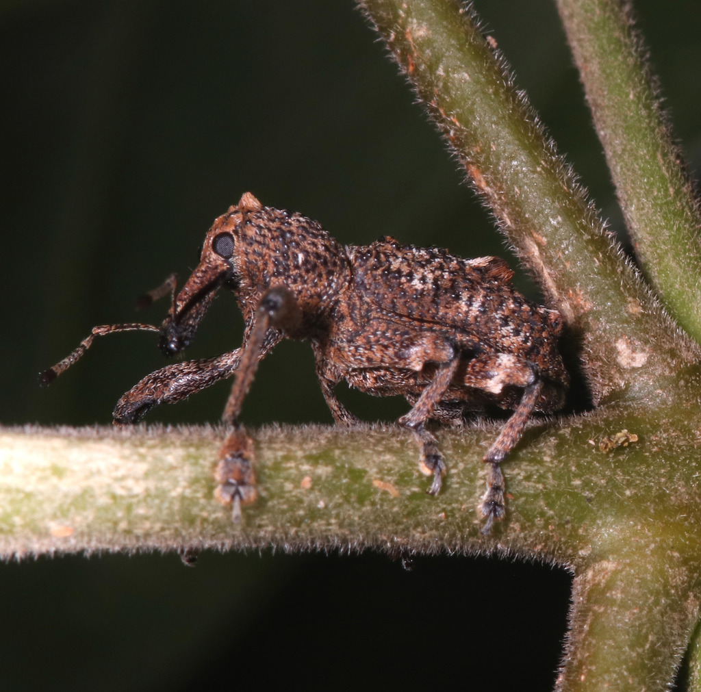 Elephant Weevil in January 2019 by juliegraham173 · iNaturalist