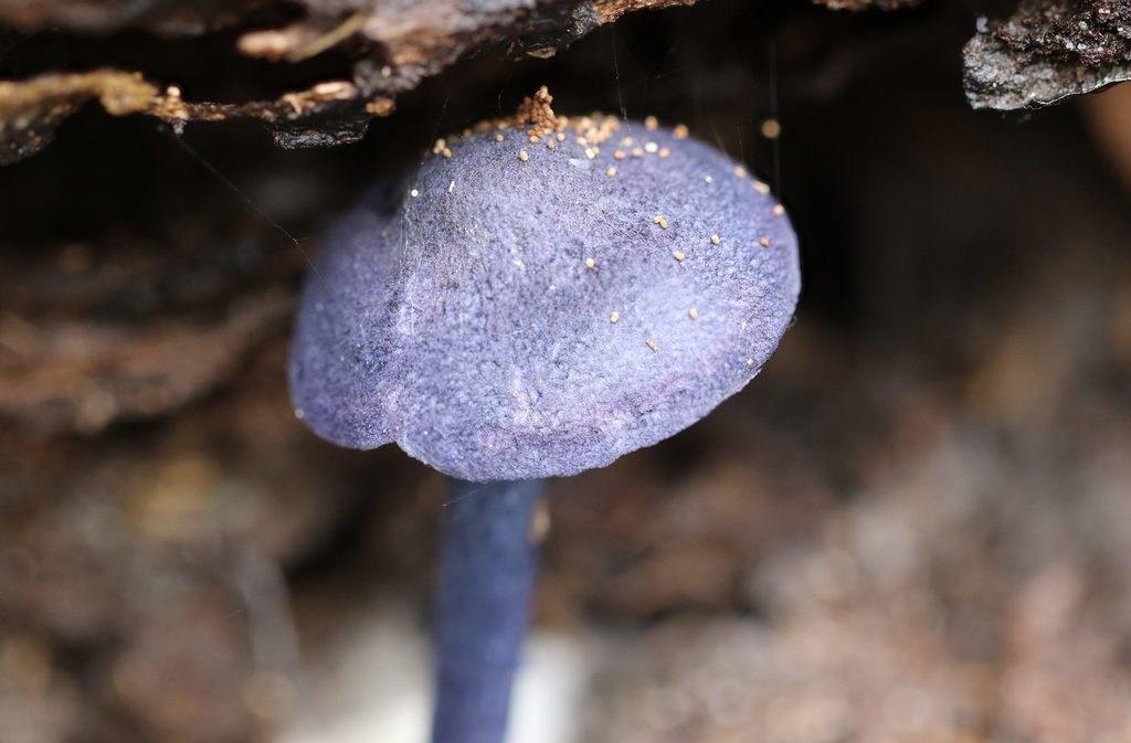 Entoloma panniculus from Mooney Mooney Creek NSW 2250, Australia on ...