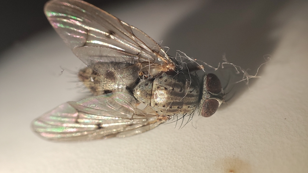 Phaoniinae from Ensenada on March 29, 2022 at 03:22 PM by Frida De La ...
