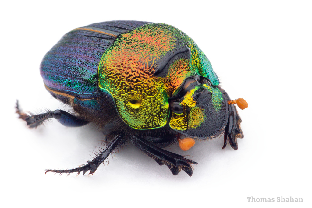 Rainbow Scarab in March 2022 by Thomas Shahan. found in (and returned ...