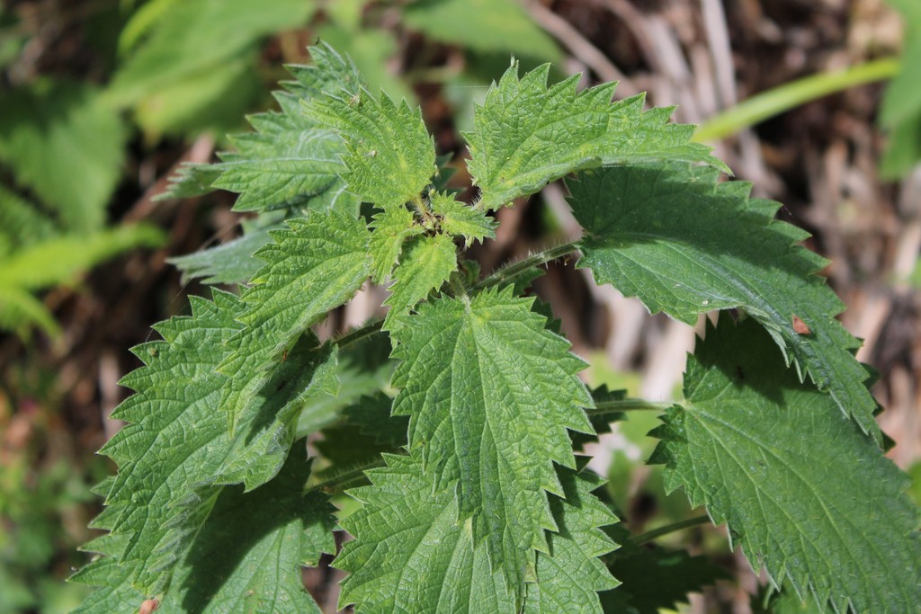 great stinging nettle from Novato, CA 94945, United States on March 28 ...