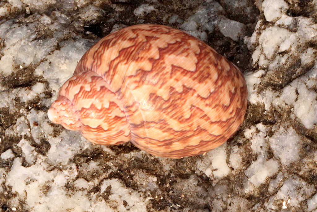 Common pheasant shell from Porky Beach, King Island, TAS, Australia on ...