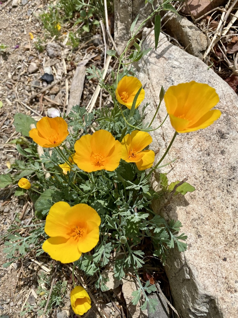 California poppy from Arizona - Sonora Desert Museum, Tucson, AZ, US on ...