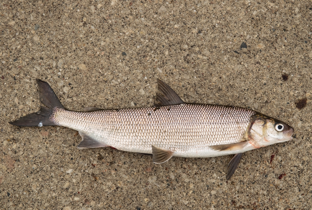 Grand corégone (Poissons d'eau douce du Québec ) · iNaturalist