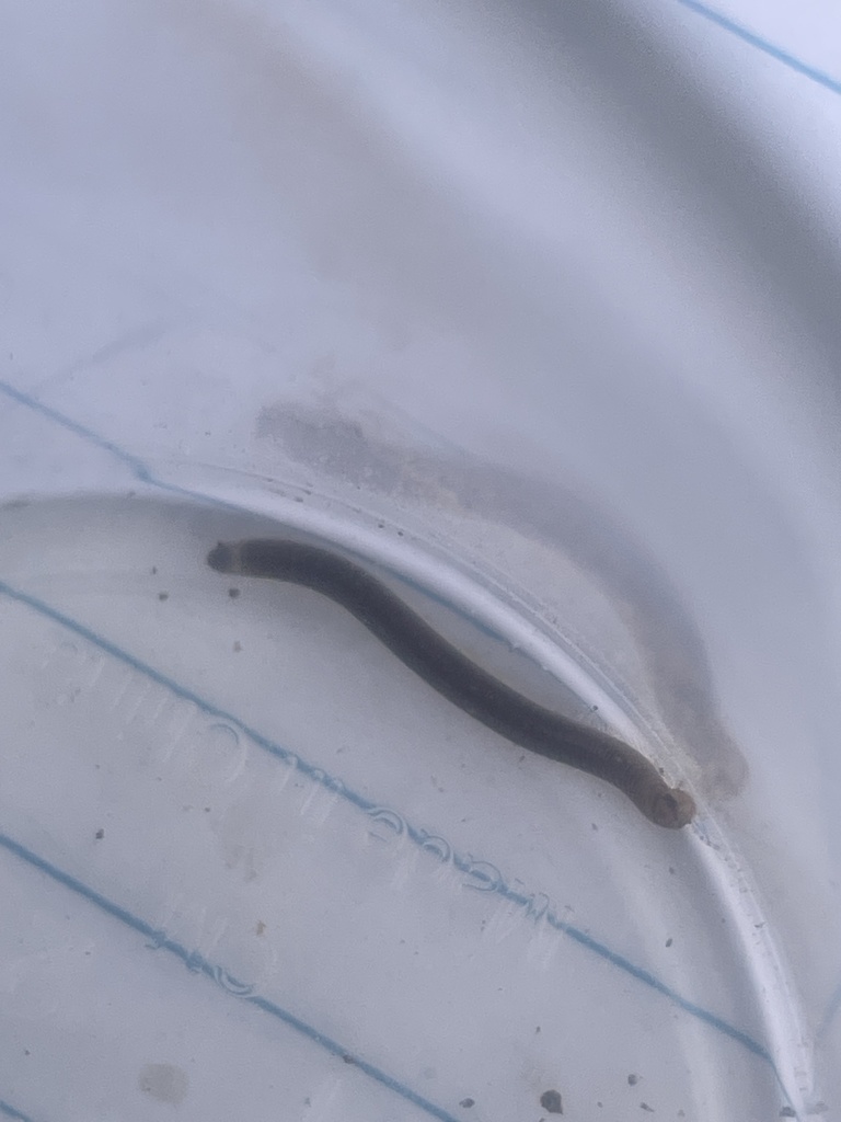 Millipedes from Aitkens Road, Leeston, Canterbury, NZ on March 29, 2022 ...