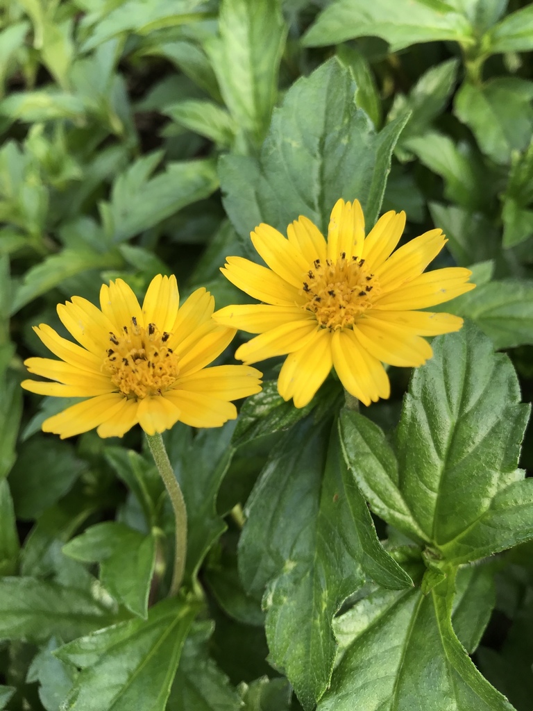 trailing daisy from 1501–1523 NW 4th St, Gainesville, FL, US on May 24 ...