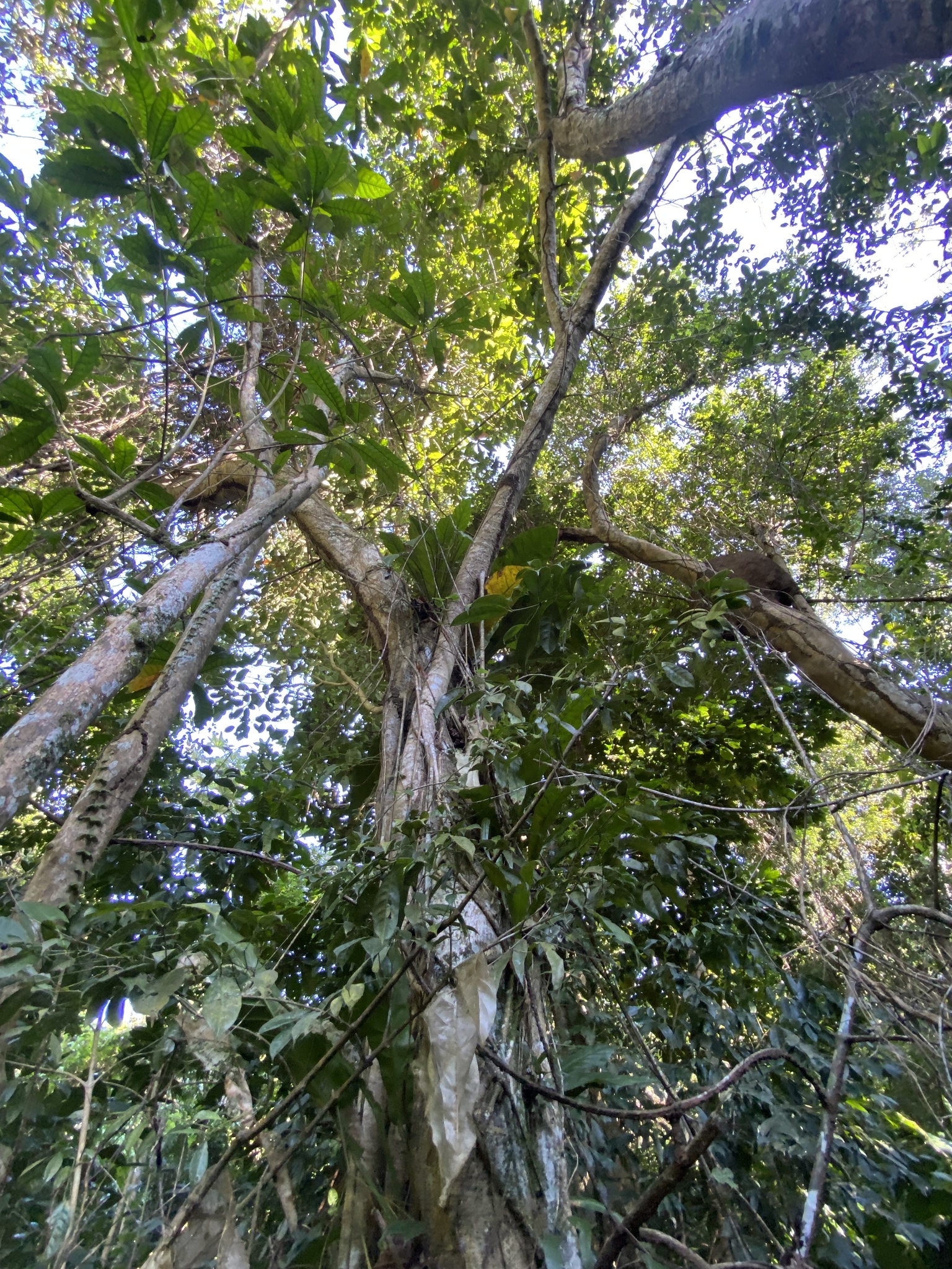 Ficus trigonata L.