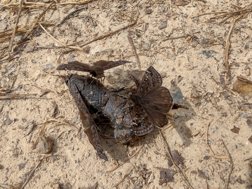 Juvenal's Duskywing in March 2022 by Helen A. Czech · iNaturalist