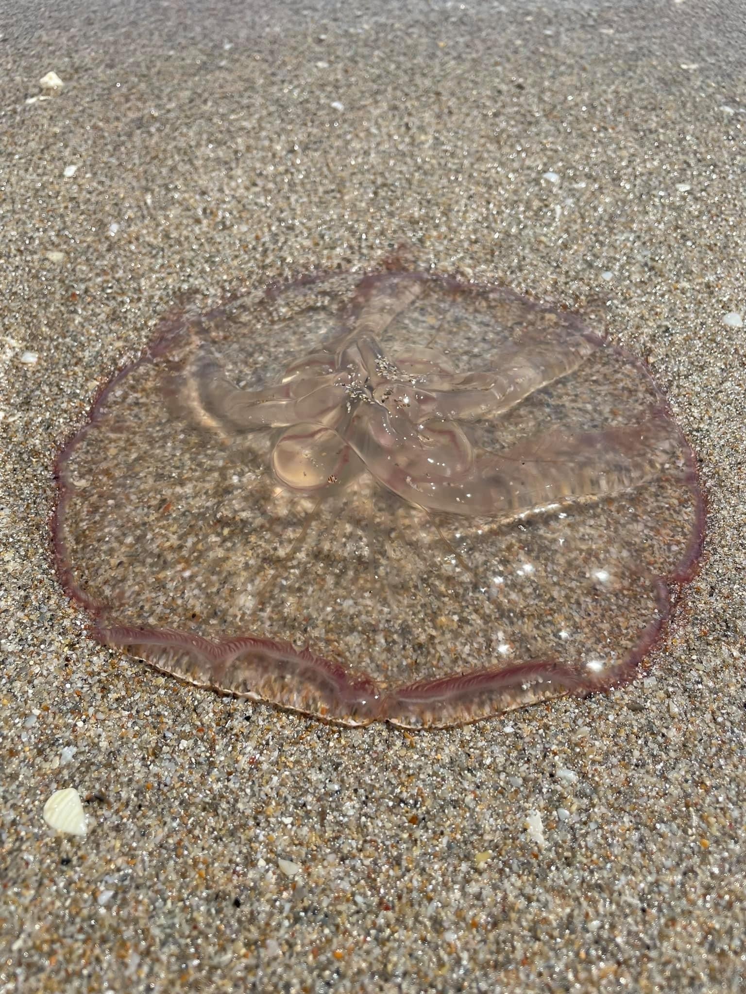 Aurelia marginalis Agassiz, 1862