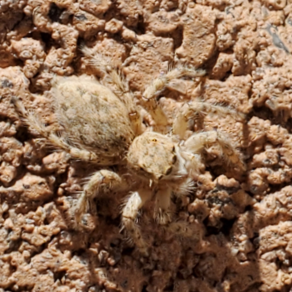 Plexippoides flavescens from North Las Vegas on March 25, 2022 at 11:46 ...