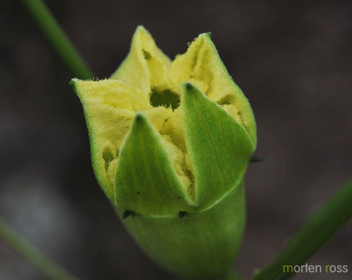 Cayaponia espelina · iNaturalist
