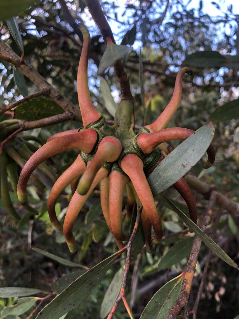 spider gum (Eucalyptus conferruminata) - Botanical Realm