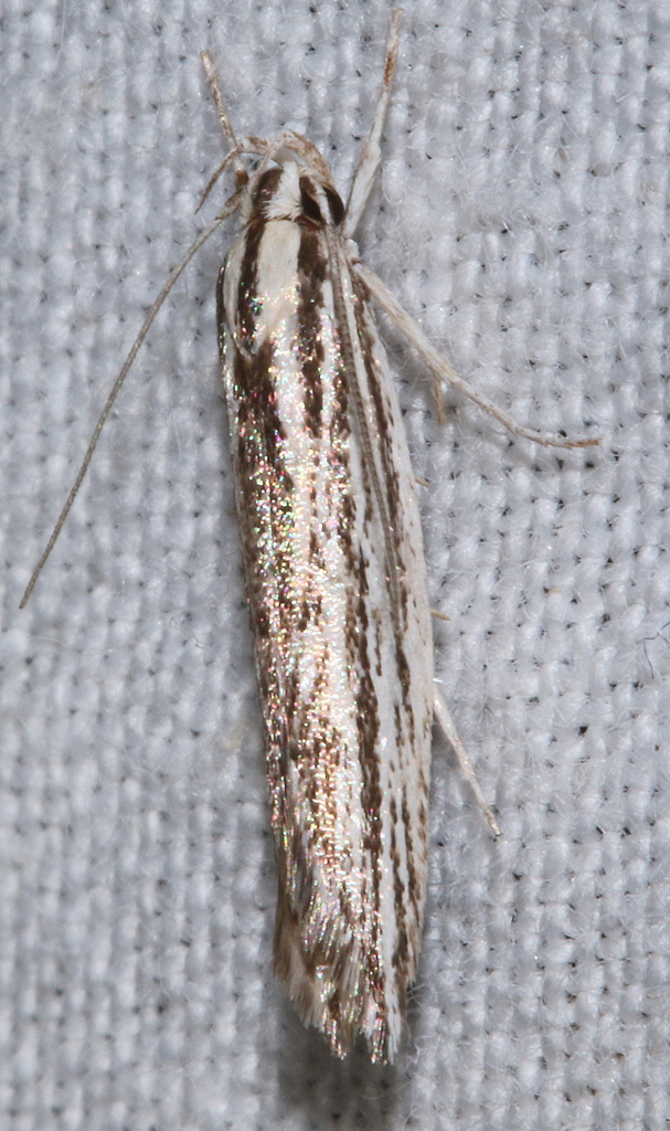 Curved-horn Moths from Billy Goat Bend Rd, near Cobbannah VIC 3862 ...