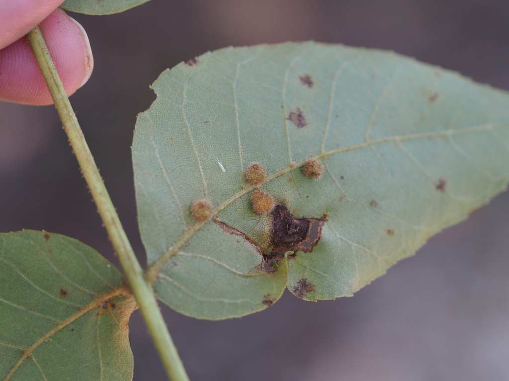 Hickory Gall Midges from Keller, TX, USA on September 01, 2021 at 10:40 ...