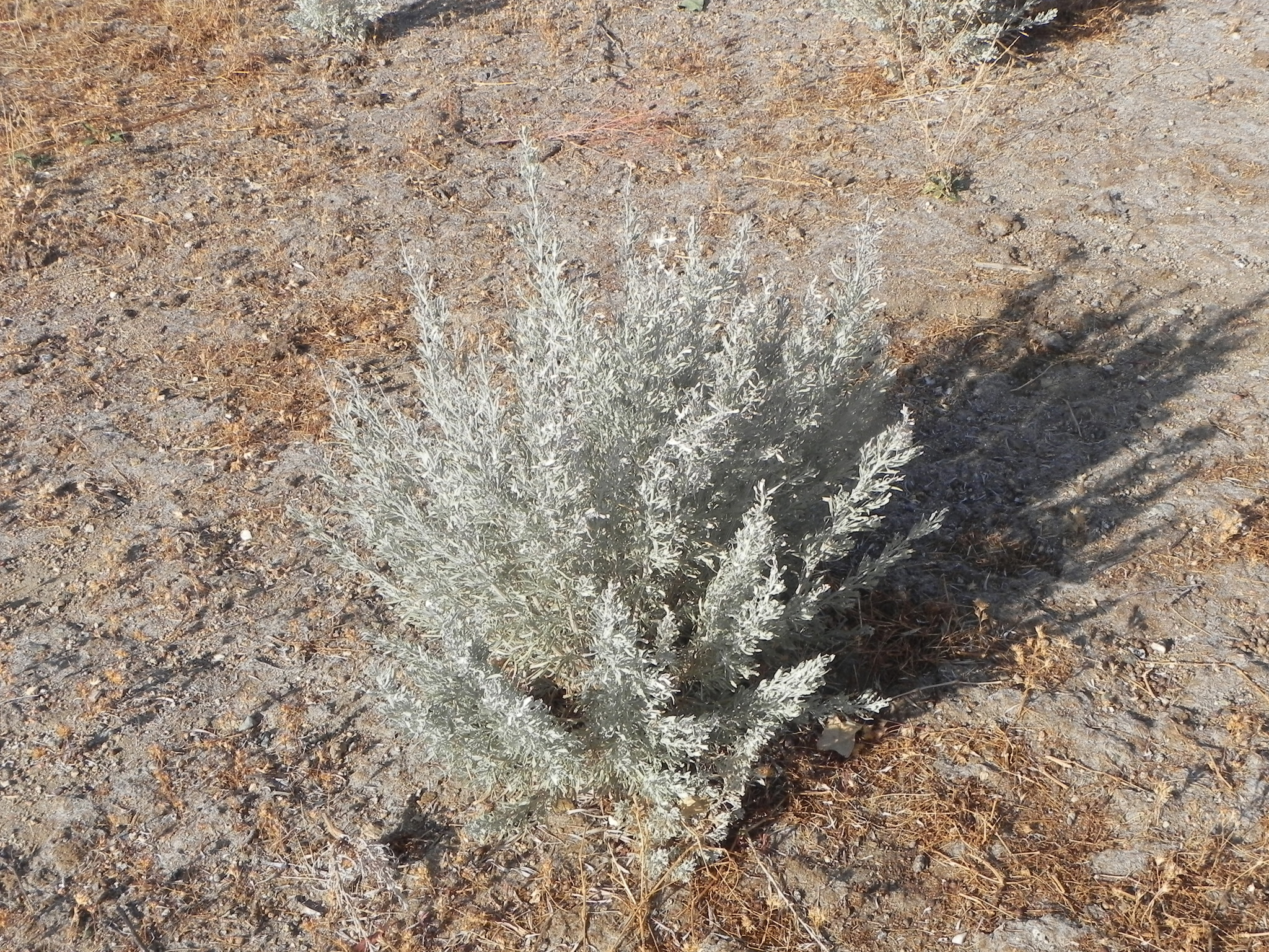 Artemisia Tridentata