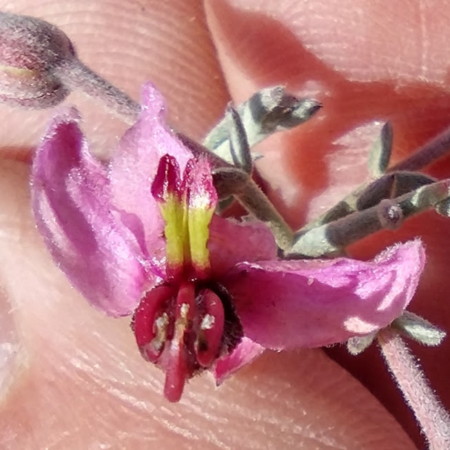 Rhatanies (Krameria) - Botanical Realm