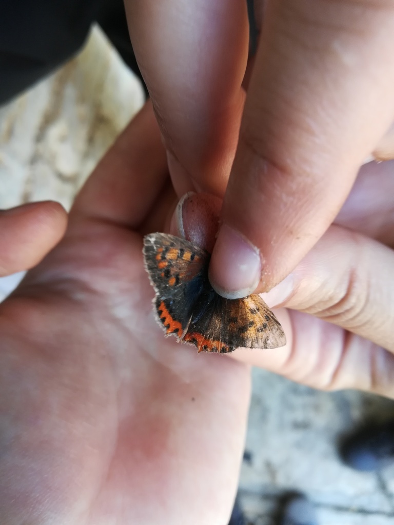 Small Copper from Ano Pedina 440 07, Greece on May 24, 2018 at 12:39 PM ...