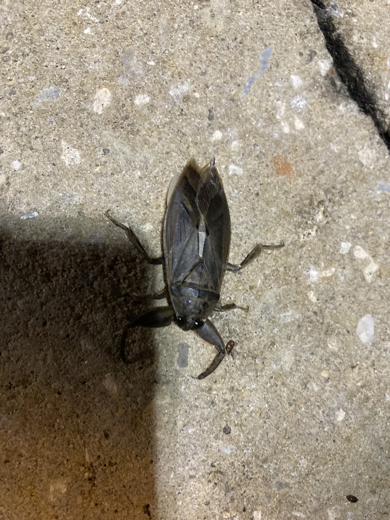 Uhler's Giant Water Bug from University of Florida, Gainesville, FL, US ...