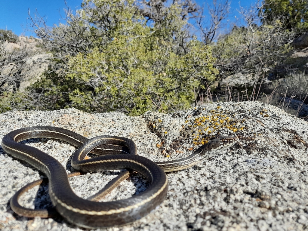 Striped Racer from 21574 B.C., México on March 25, 2022 at 03:55 PM by ...