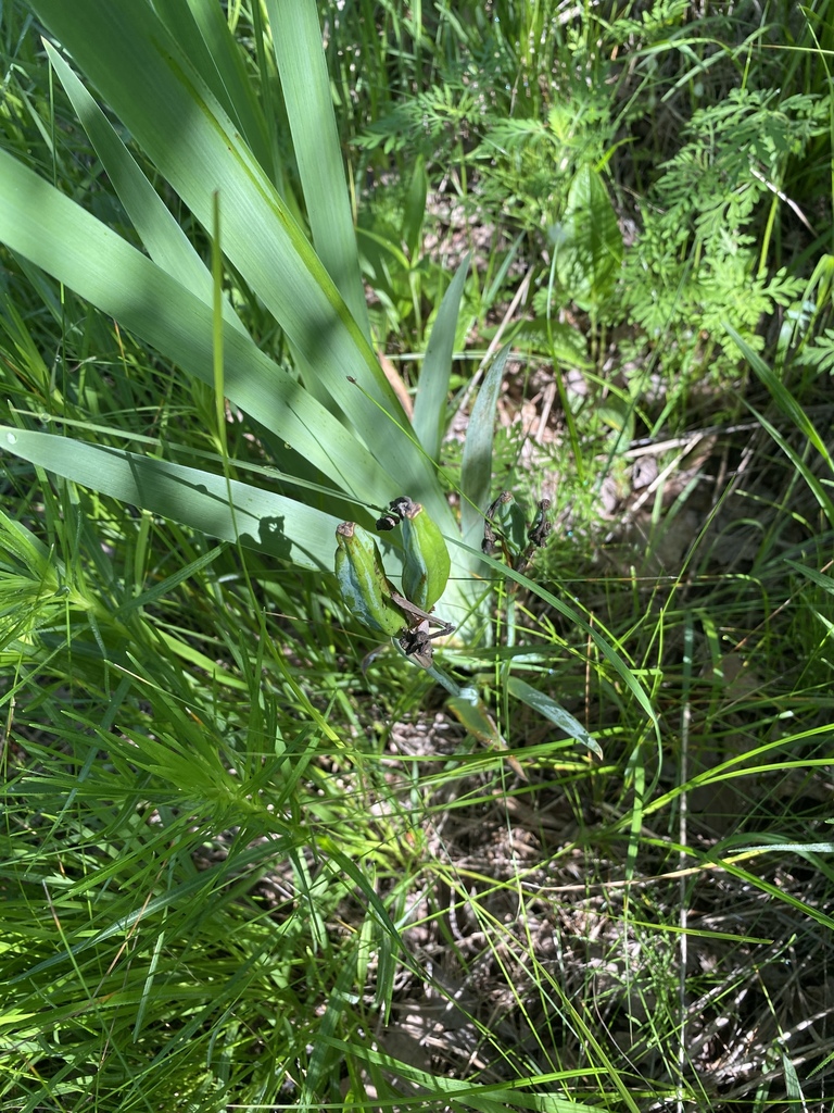 Irises from St. Francois, Missouri, United States on June 10, 2021 at ...