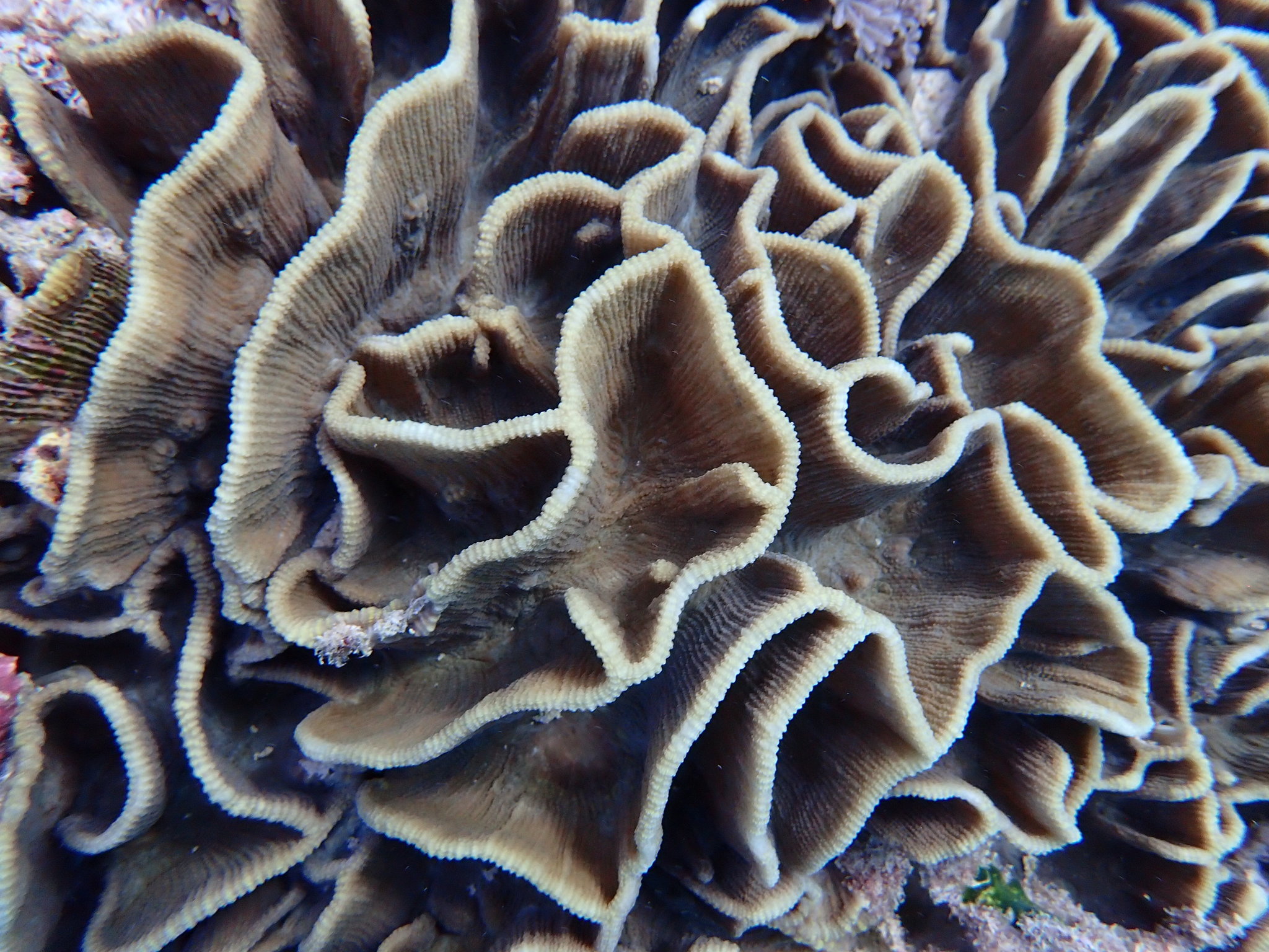 Pectinia lactuca (Pallas, 1766)