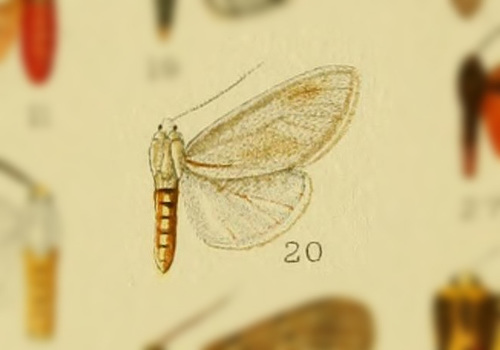 Euchaetes cressida · iNaturalist