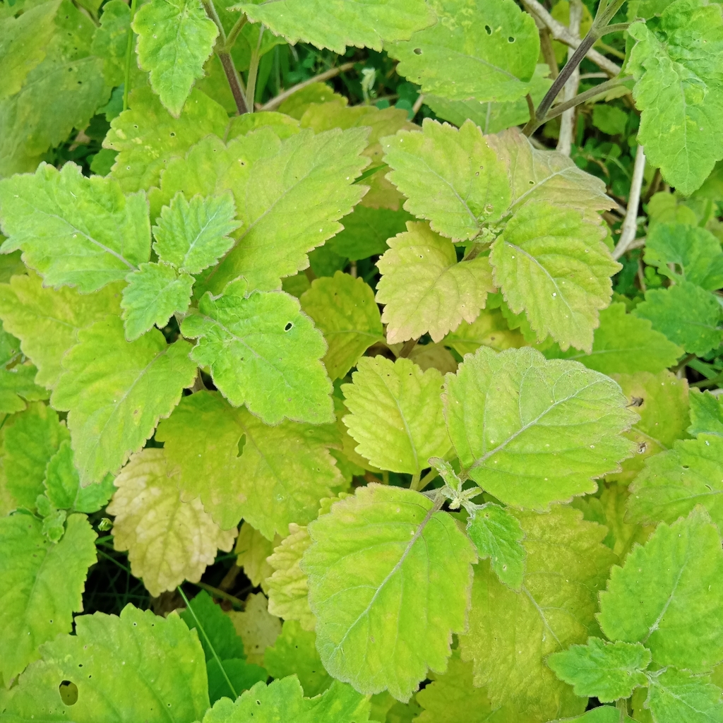 Iboza from Luwuk on March 25, 2022 at 08:10 AM by Novelista Lanipi ...