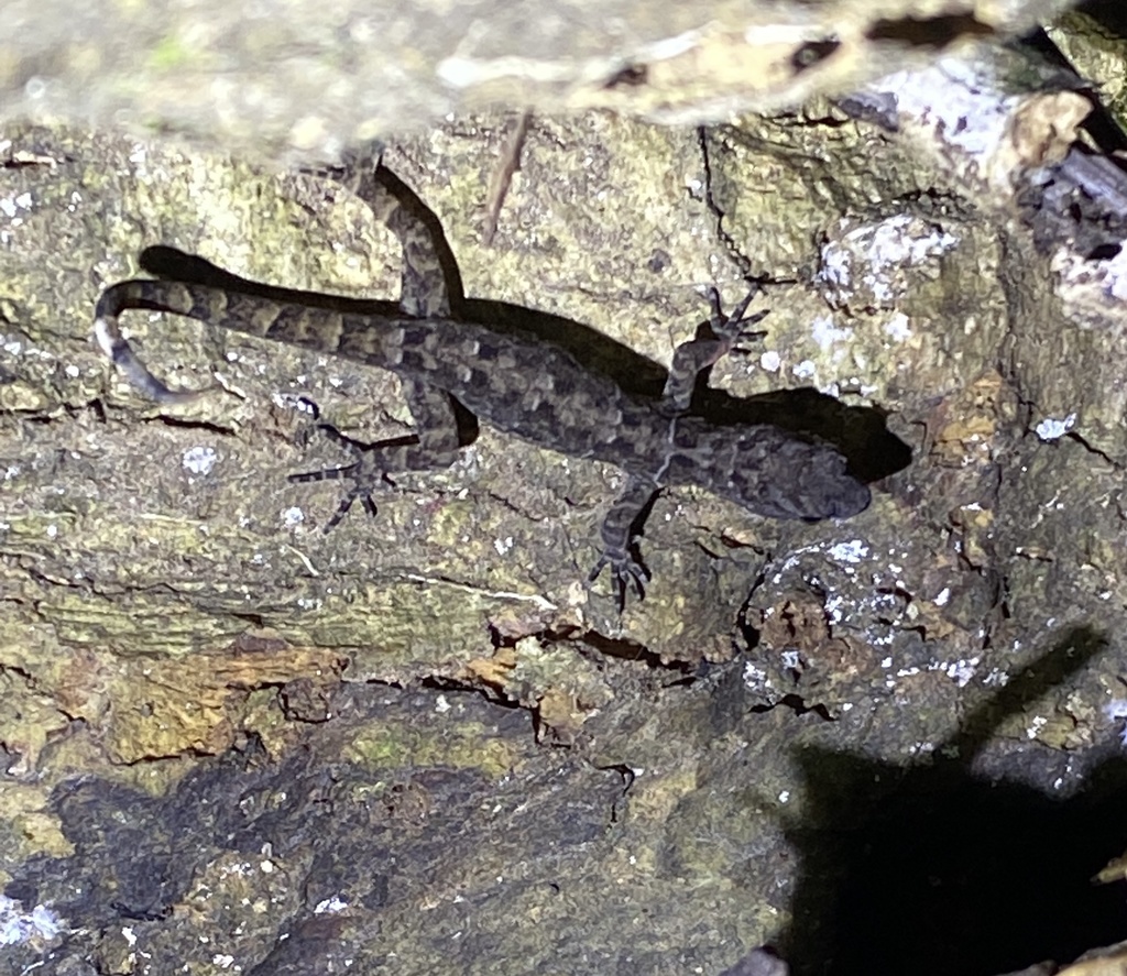 Bridled Forest Gecko from Trinidad, Trinidad and Tobago, TT on March 29 ...