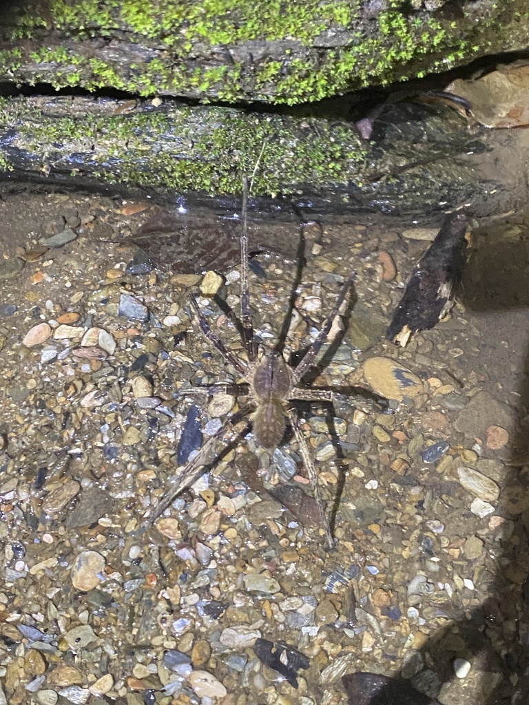 Armed Spiders from Trinidad, Trinidad and Tobago, TT on March 29, 2022 ...