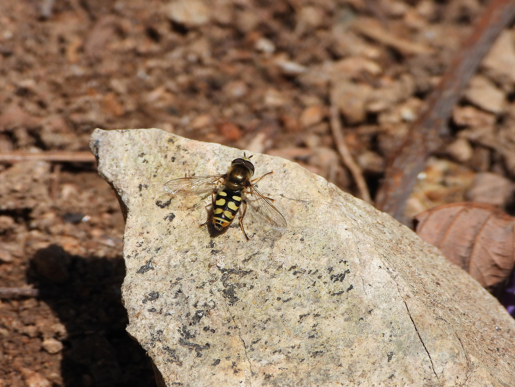 Migrant Hover Fly from Laoshan District, Qingdao, Shandong, China on ...