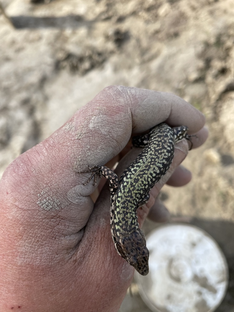 Common Wall Lizard from Trans Canada Highway 1 S, View Royal, BC, CA on ...