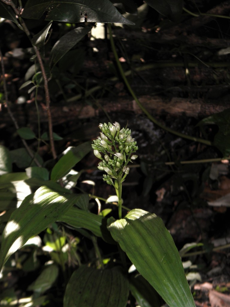 Tropidia polystachya in October 2016 by Jake Antonio Heaton · iNaturalist