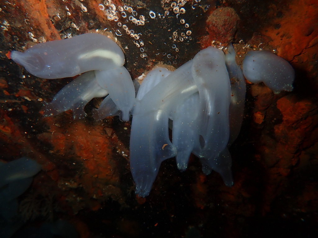 Ciona savignyi from Nanaimo, BC, Canada on January 22, 2022 at 08:16 PM ...